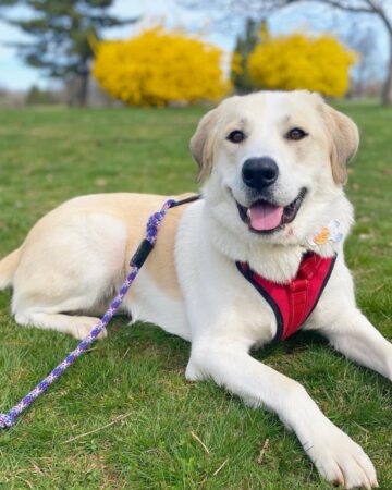 28 Great Pyrenees Mixed Breeds (With Pictures)