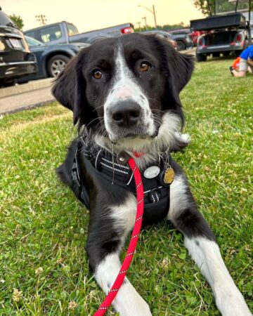 28 Great Pyrenees Mixed Breeds (With Pictures)
