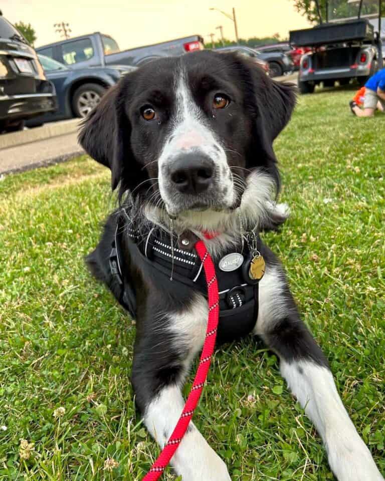 28 Great Pyrenees Mixed Breeds (With Pictures)