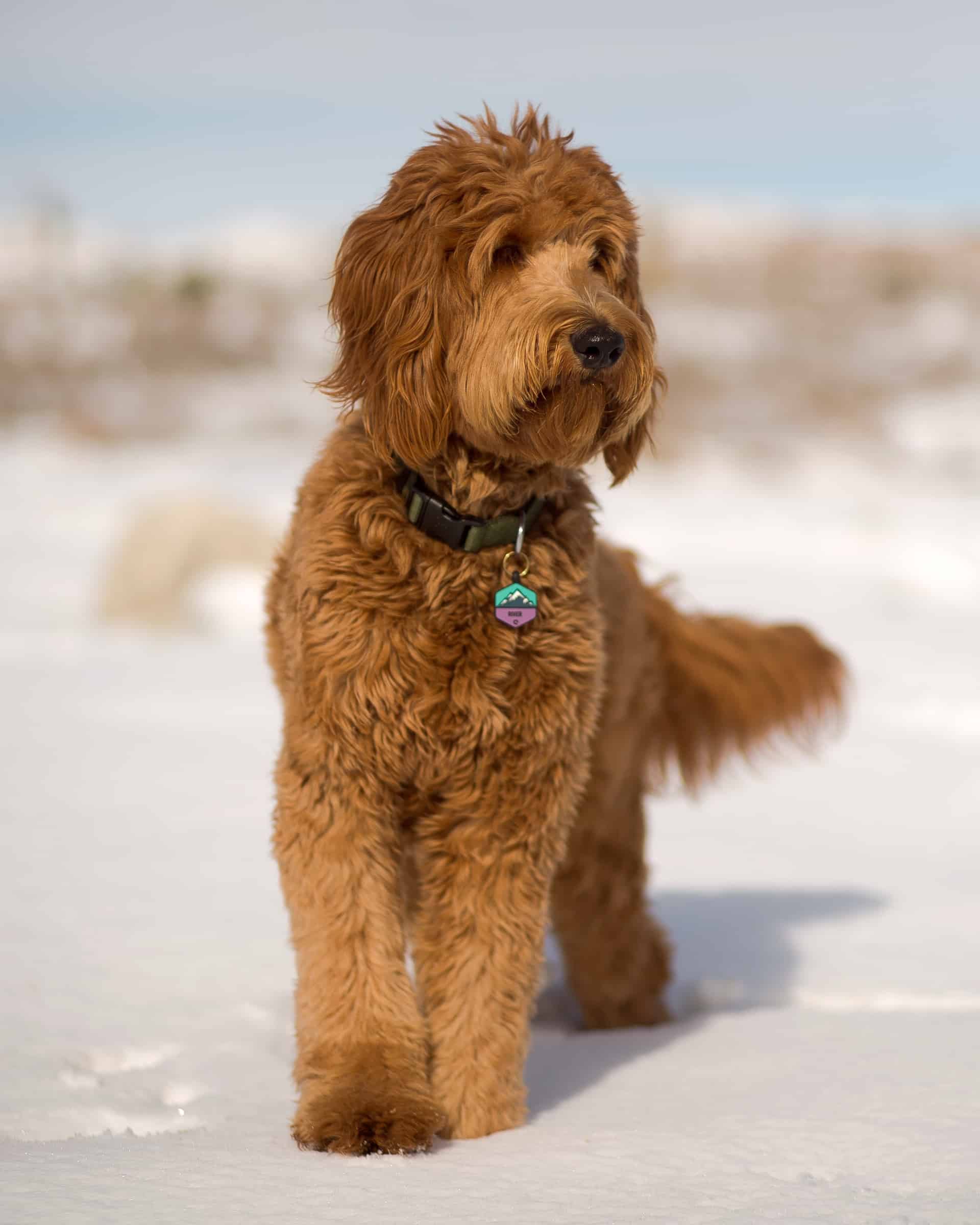 20 Goldendoodle Colors & Markings (With Pictures!)