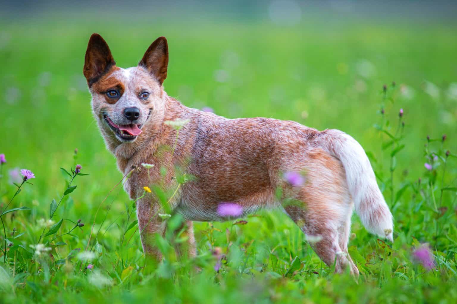 Red Heeler vs. Blue Heeler: What’s the Difference?