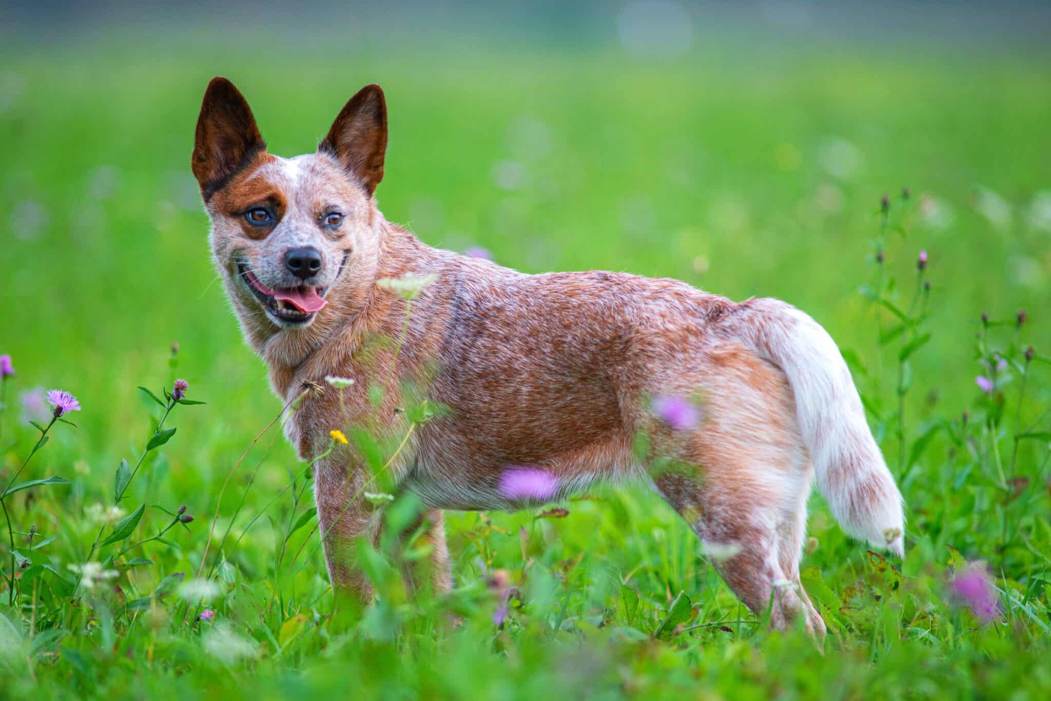 Red Heeler vs. Blue Heeler: What’s the Difference?