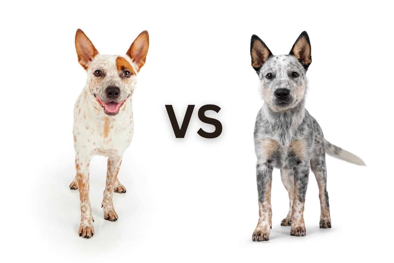 Red Heeler vs. Blue Heeler: What’s the Difference?