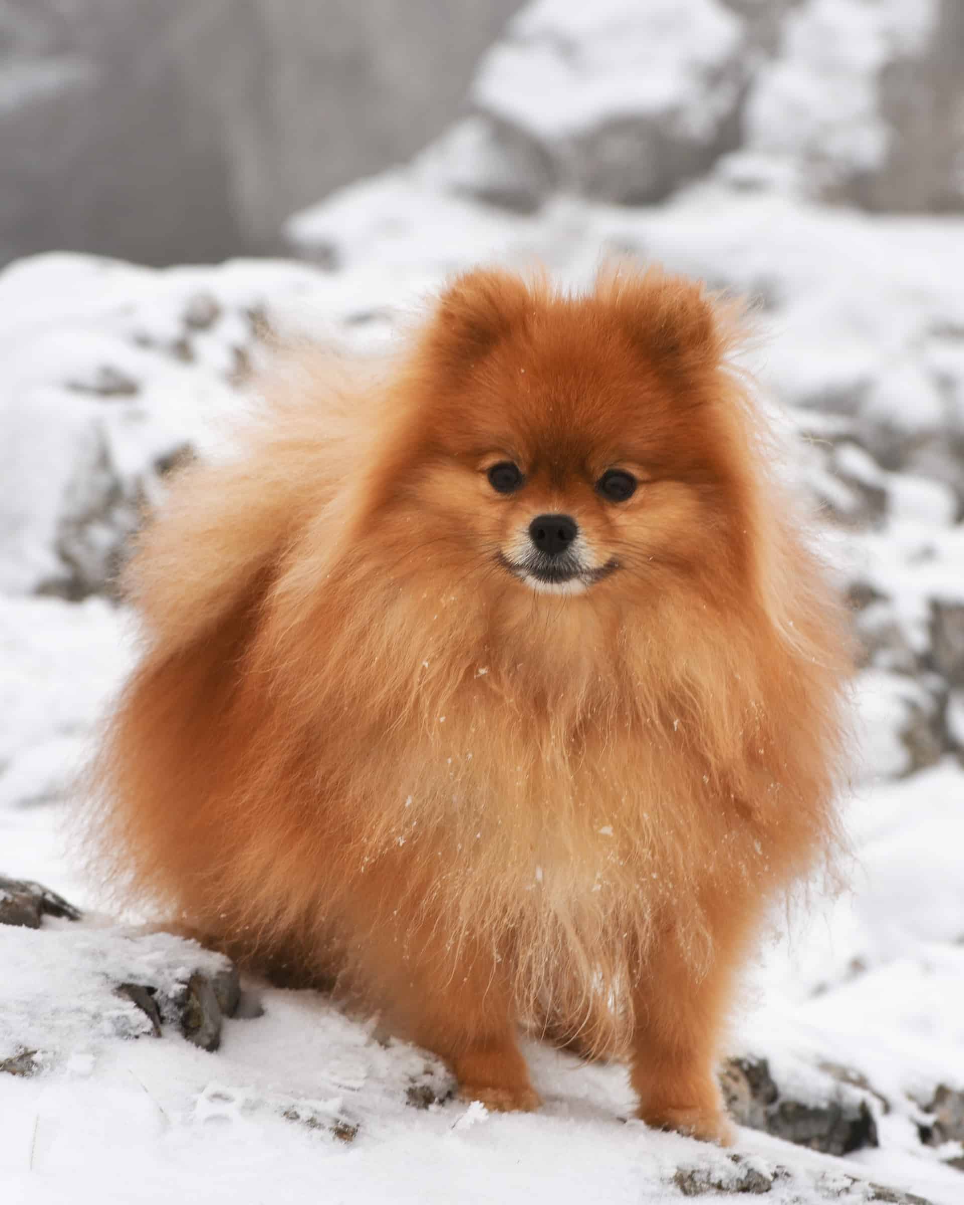 25 Pomeranian Colors, Markings & Patterns (With Pictures!)