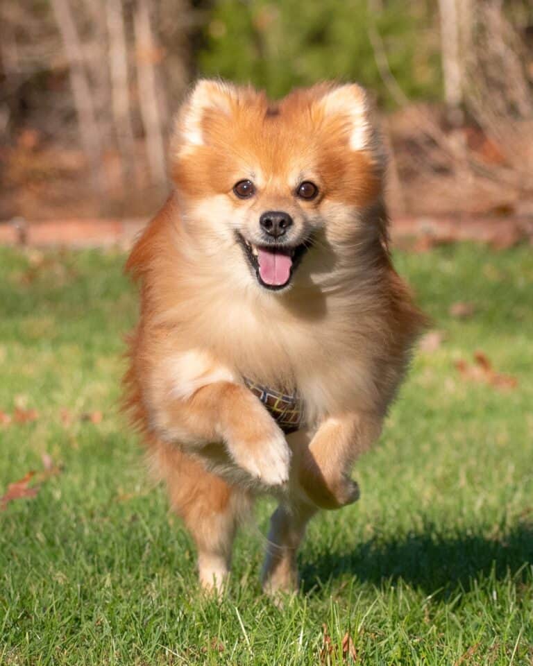 25 Pomeranian Colors, Markings & Patterns (With Pictures!)