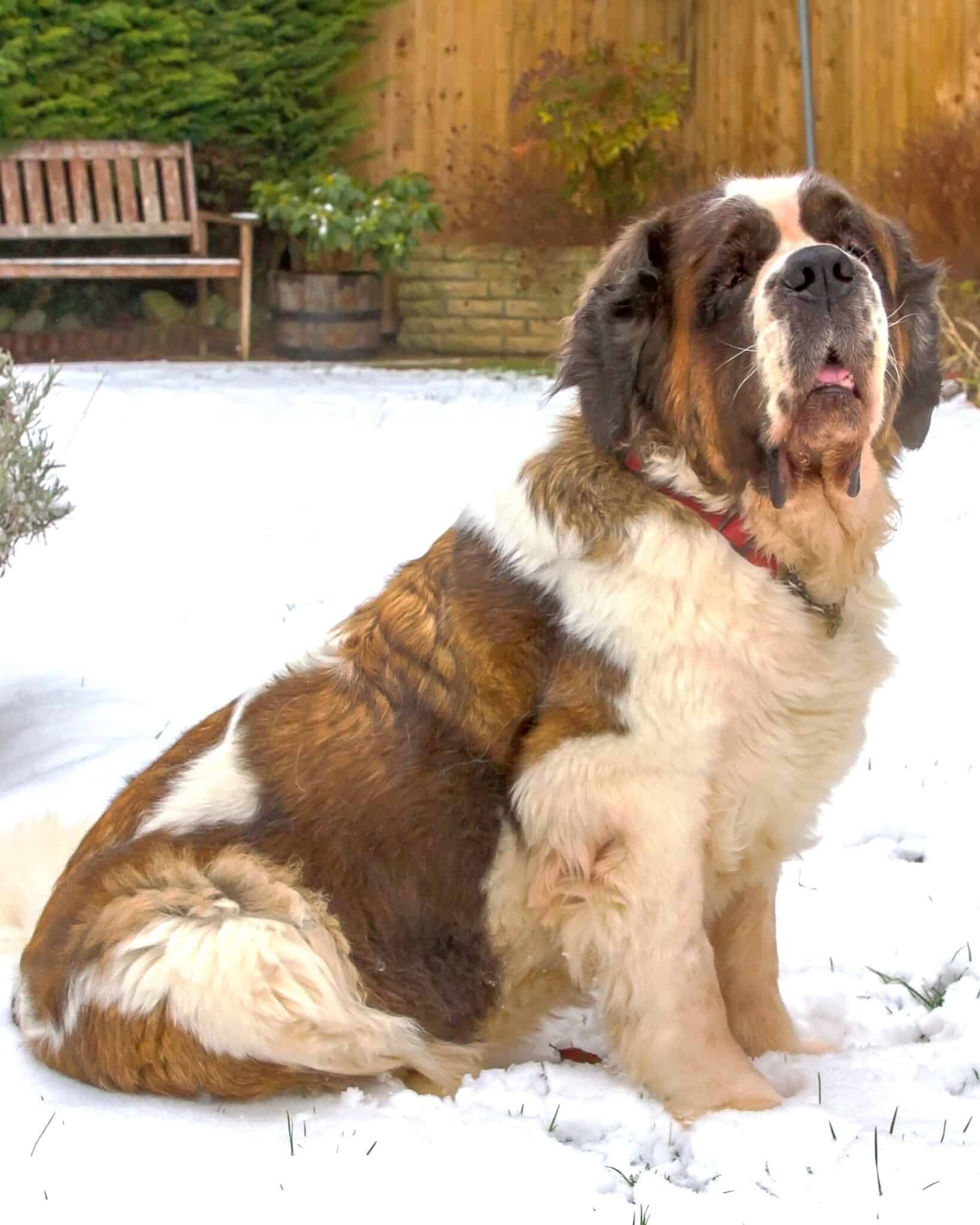 17 Saint Bernard Colors Explained (With Pictures!)