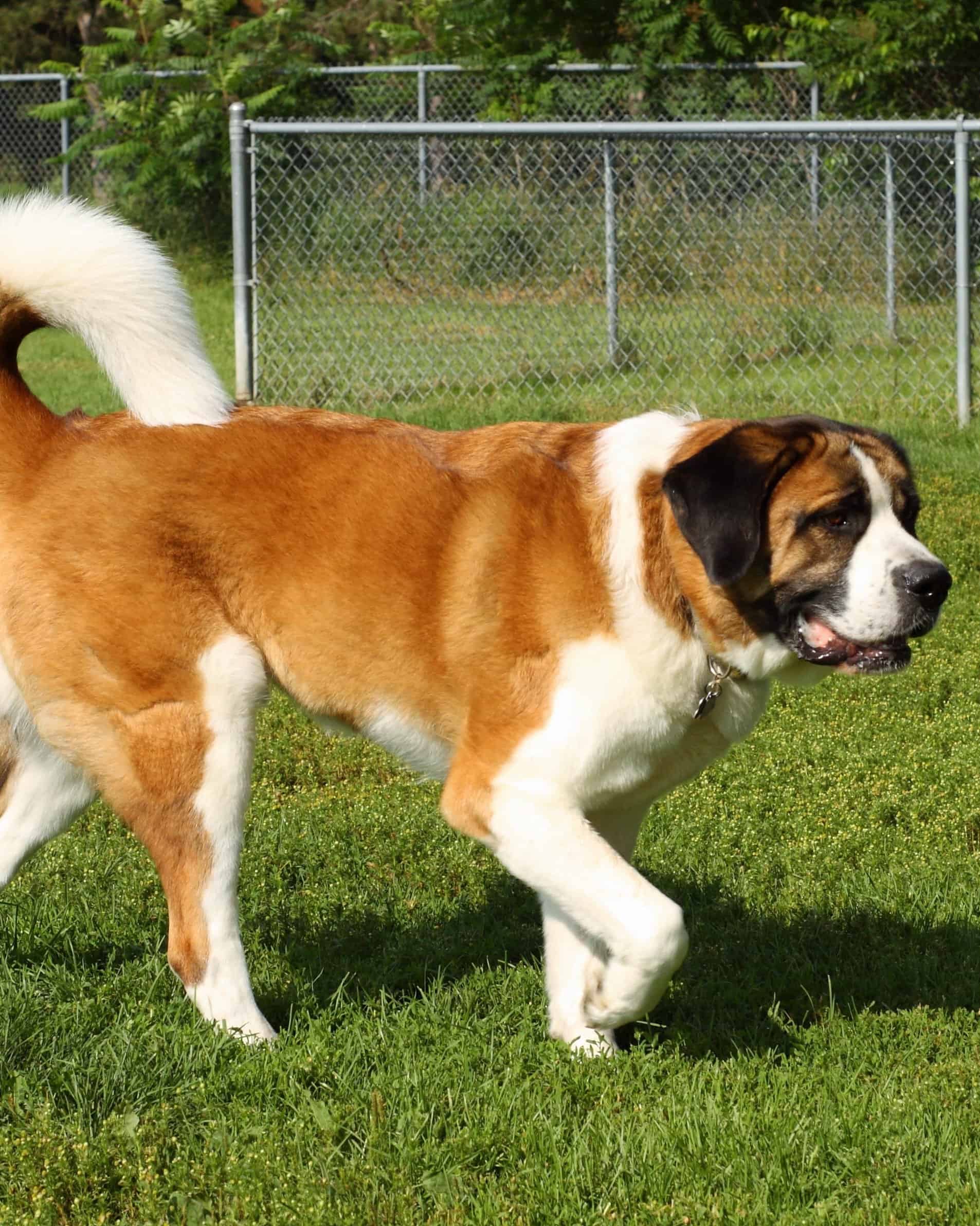 17 Saint Bernard Colors Explained (With Pictures!)
