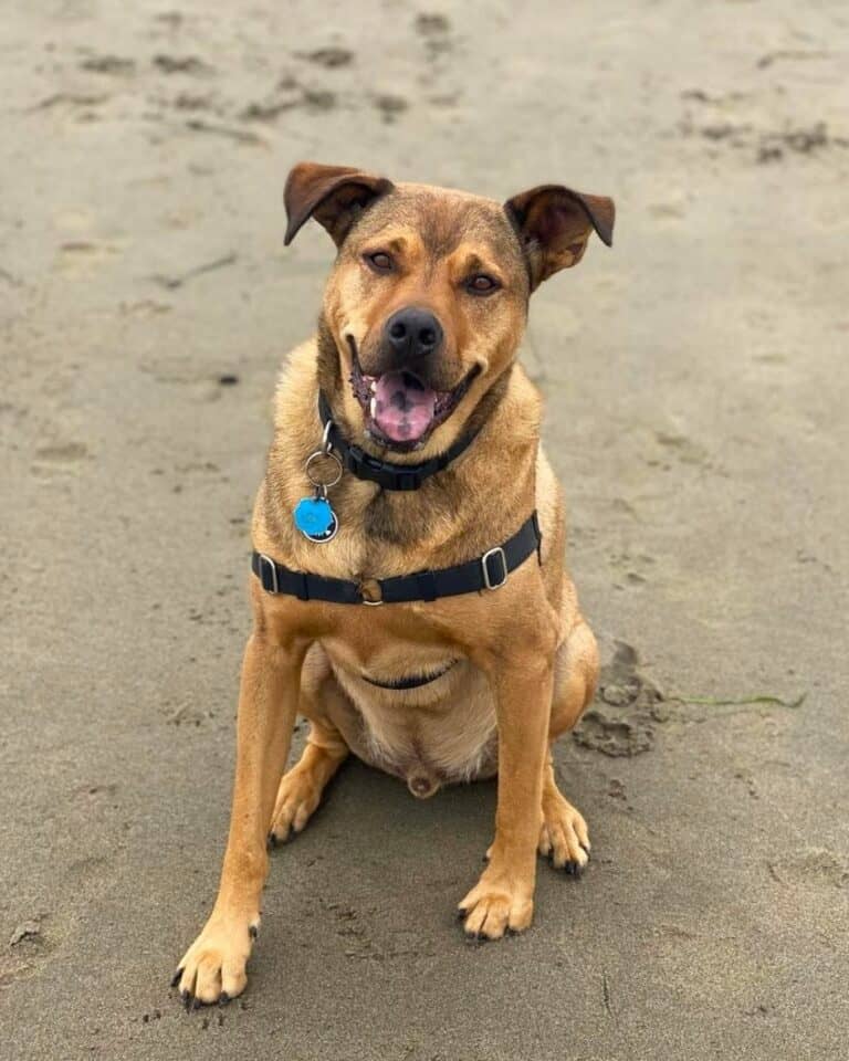 24 Belgian Malinois Mixes to Know (With Pictures)