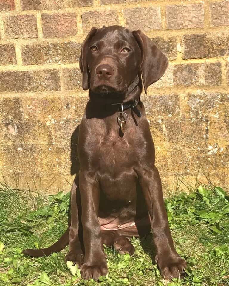 22 Beautiful Weimaraner Mixes You'll Love (With Pictures)