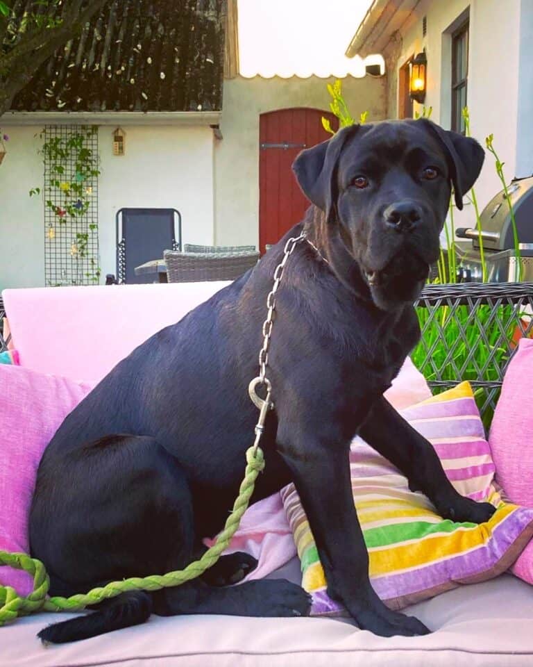 18 Popular Cane Corso Mixes You'll Love (With Pictures)