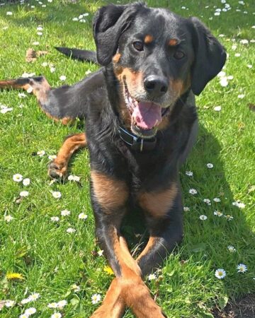 11 Unique Irish Setter Mixes You'll Love (With Pictures)