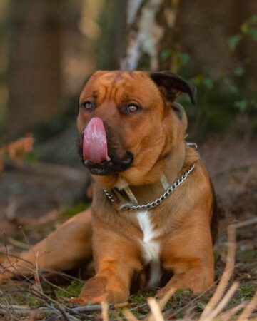 24 Belgian Malinois Mixes to Know (With Pictures)