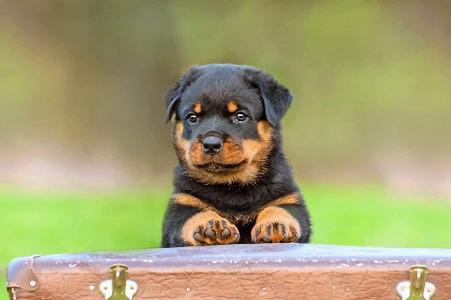 10 Best Rottweiler Breeders (2025 Updated) - Happy Dog Breeds