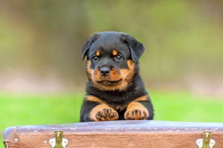 10 Best Rottweiler Breeders (2025 Updated) - Happy Dog Breeds