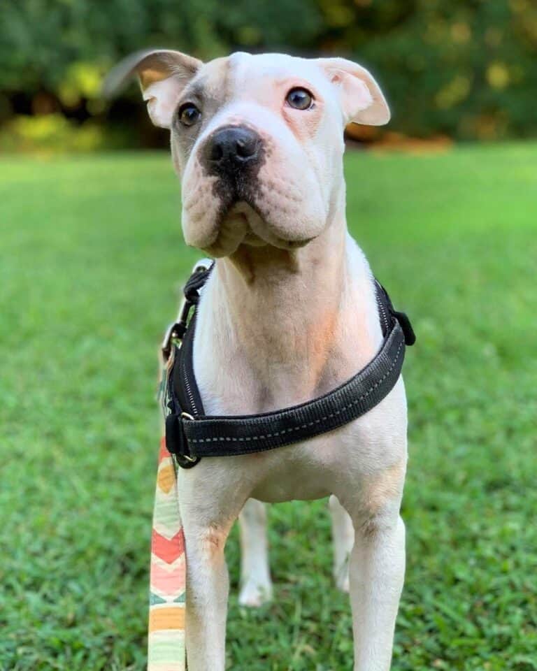 21 Adorable Shar-Pei Mixes You Need to Know