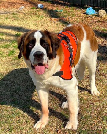 17 Saint Bernard Colors Explained (With Pictures!)