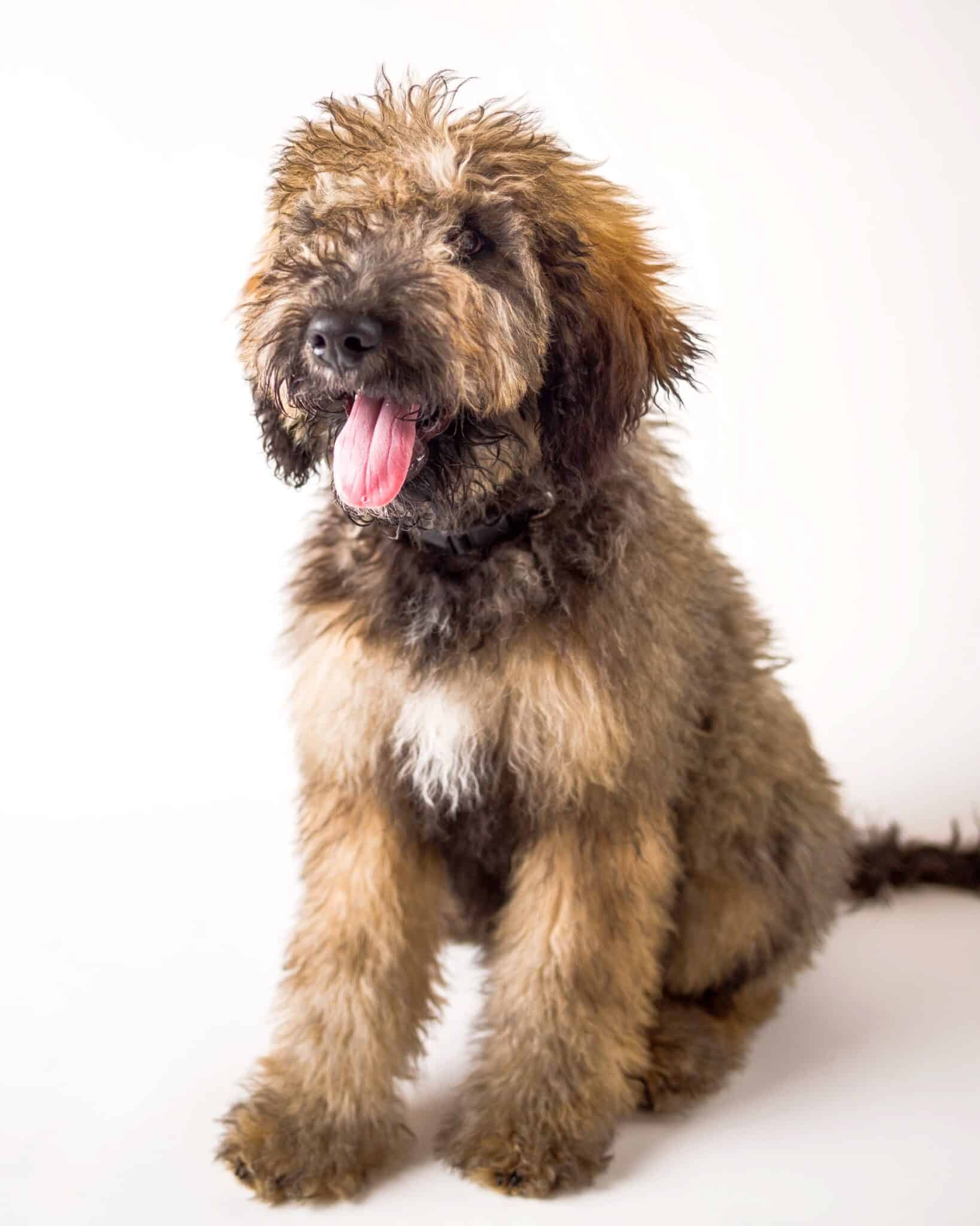 20 Goldendoodle Colors & Markings (With Pictures!)