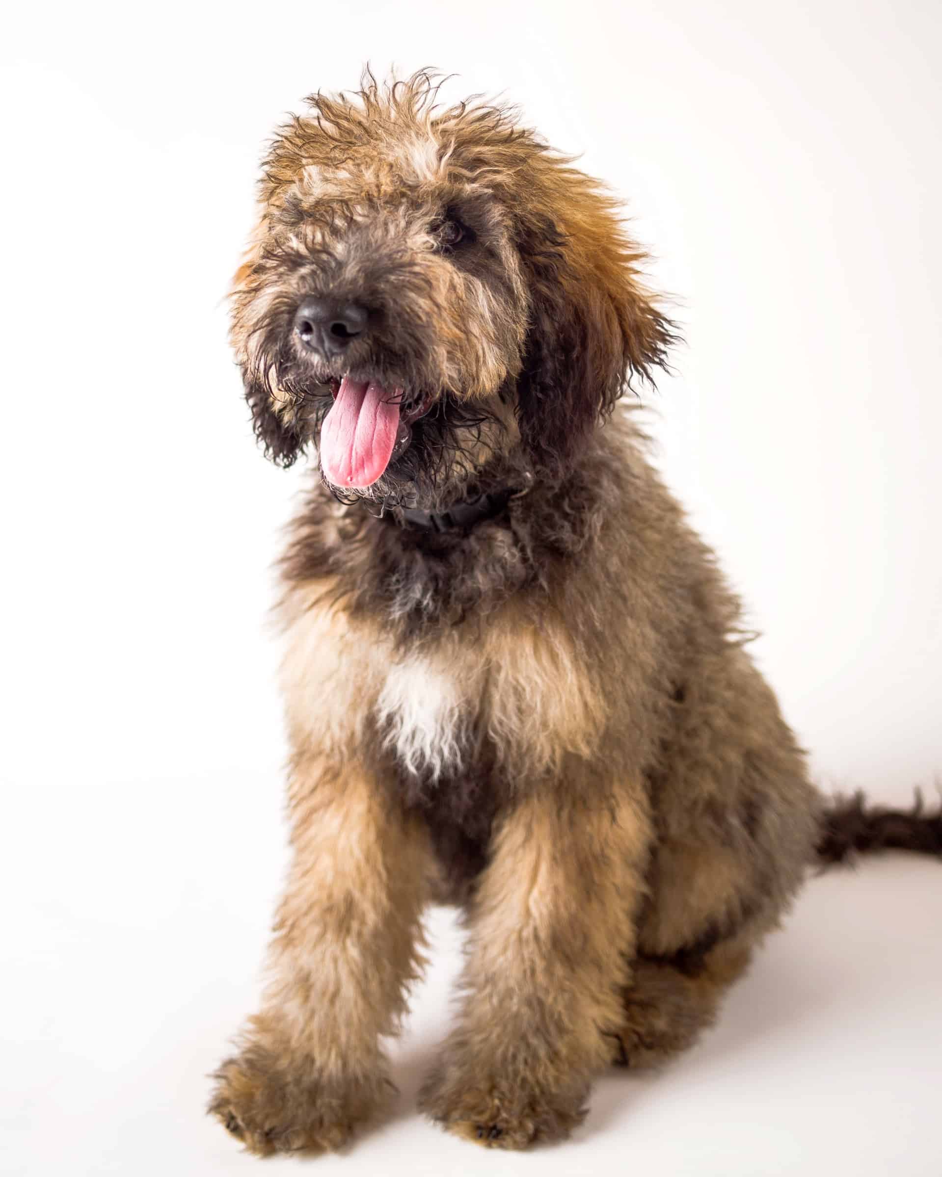 20 Goldendoodle Colors & Markings (With Pictures!)