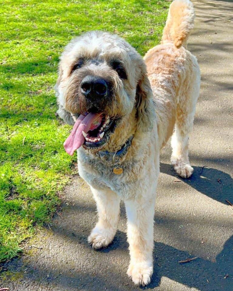 Saint Bernard Mixes 37 Giant Crossbreeds With Pictures