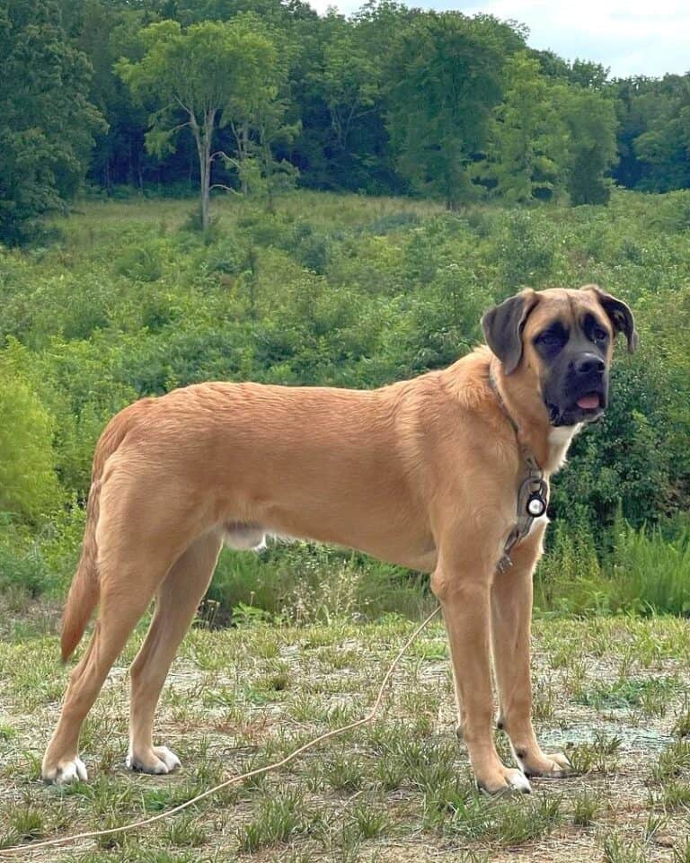 Saint Bernard Mixes: 37 Giant Crossbreeds (With Pictures)