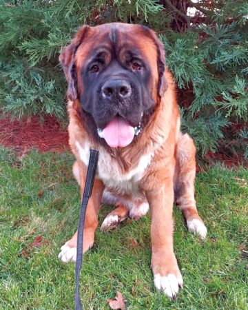 Mastiff Mixes: 43 Powerful and Unique Crossbreeds