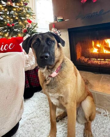 24 Belgian Malinois Mixes to Know (With Pictures)