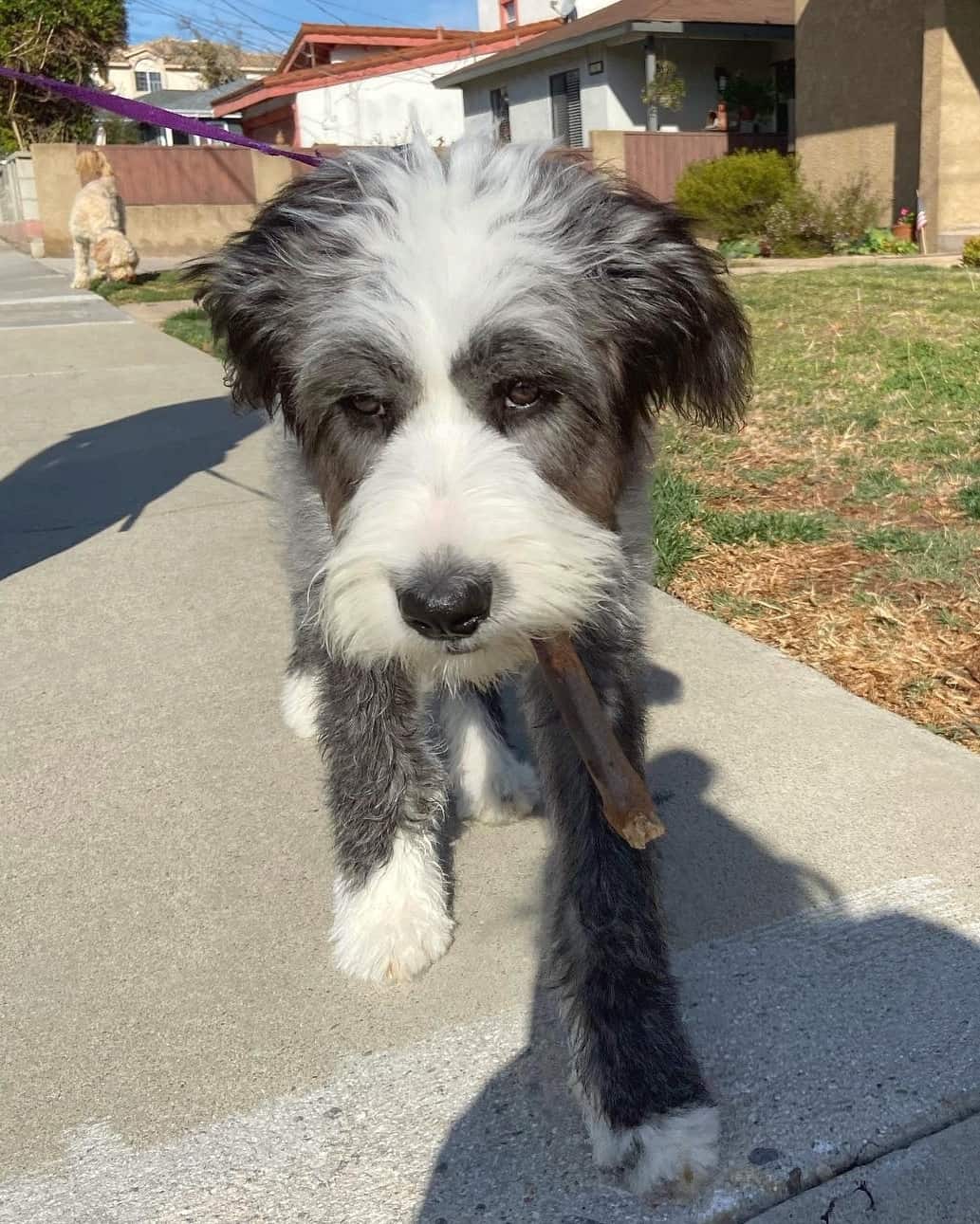 13 Unique Old English Sheepdog Mixes (With Pictures)