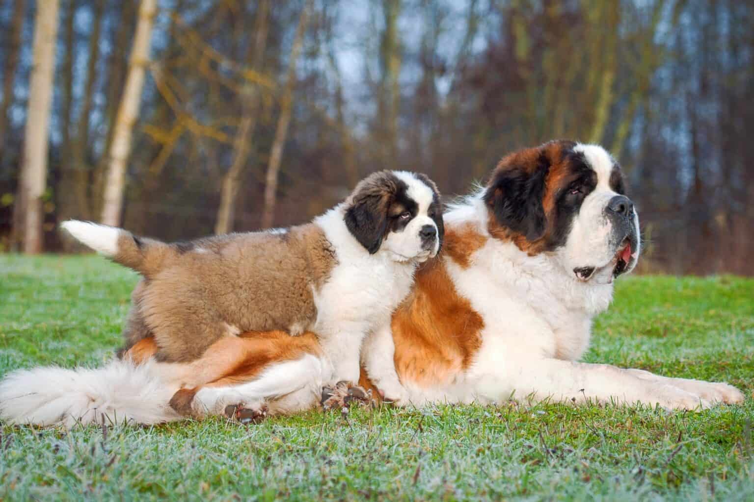 17 Saint Bernard Colors Explained (With Pictures!)