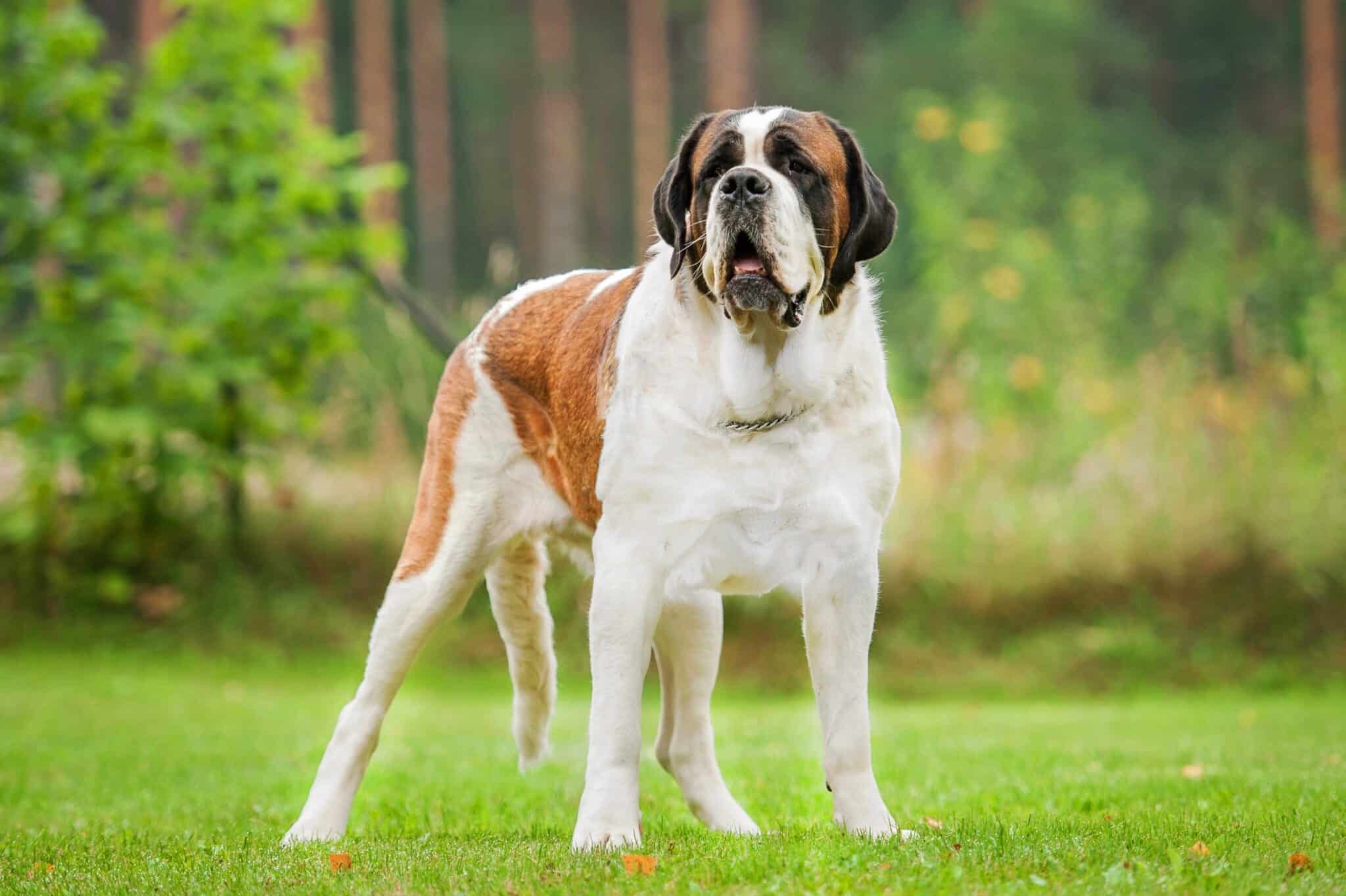 Saint Bernard Mixes: 37 Giant Crossbreeds (With Pictures)