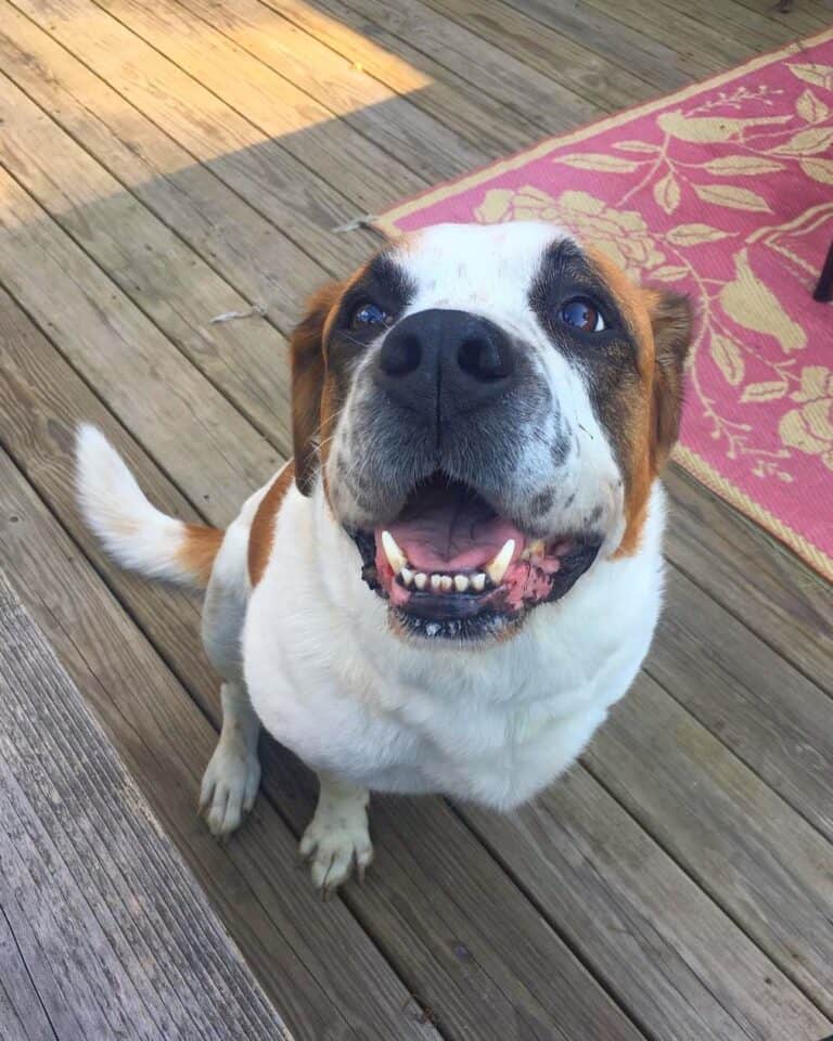 Saint Bernard Mixes: 37 Giant Crossbreeds (With Pictures)