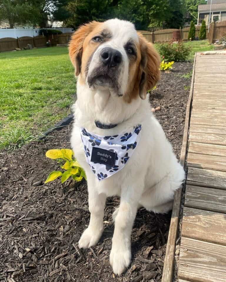 Saint Bernard Mixes: 37 Giant Crossbreeds (With Pictures)