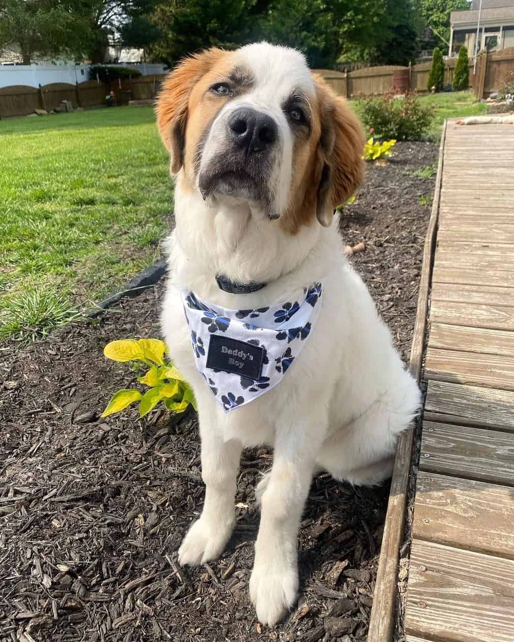 Saint Bernard Mixes: 37 Giant Crossbreeds (With Pictures)