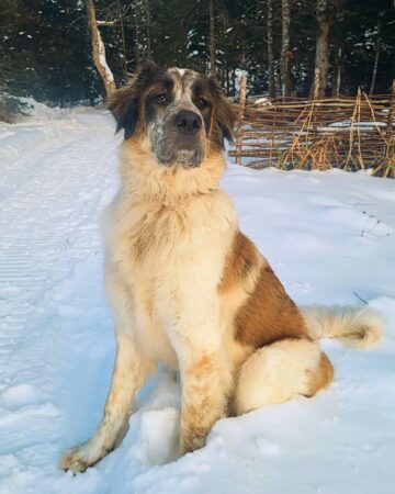 28 Great Pyrenees Mixed Breeds (With Pictures)