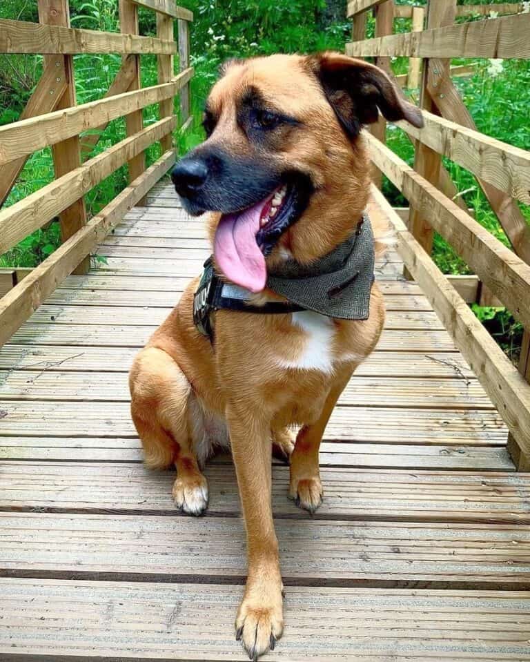 German Shepherd Saint Bernard Mix
