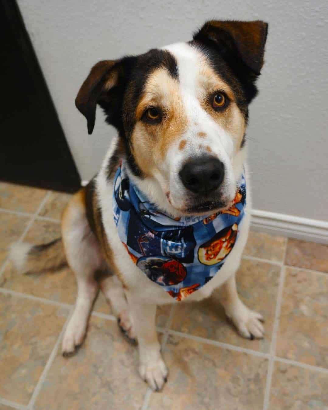 45 Unique Akita Mixes: An Ultimate Guide (With Pictures)