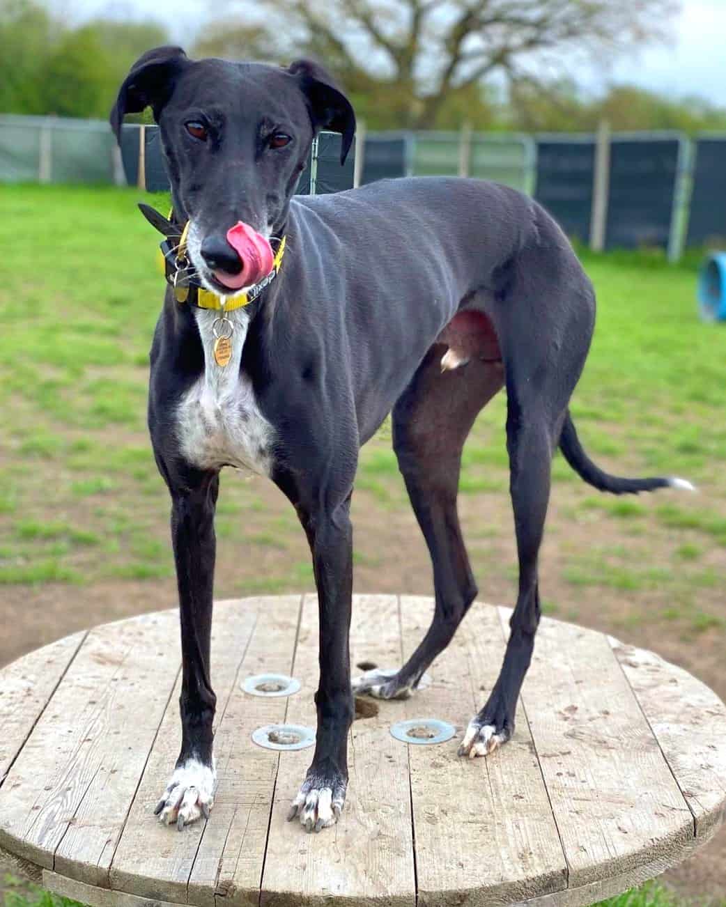 Greyhound Mixes: 24 Skinny Crossbreeds (With Pictures)