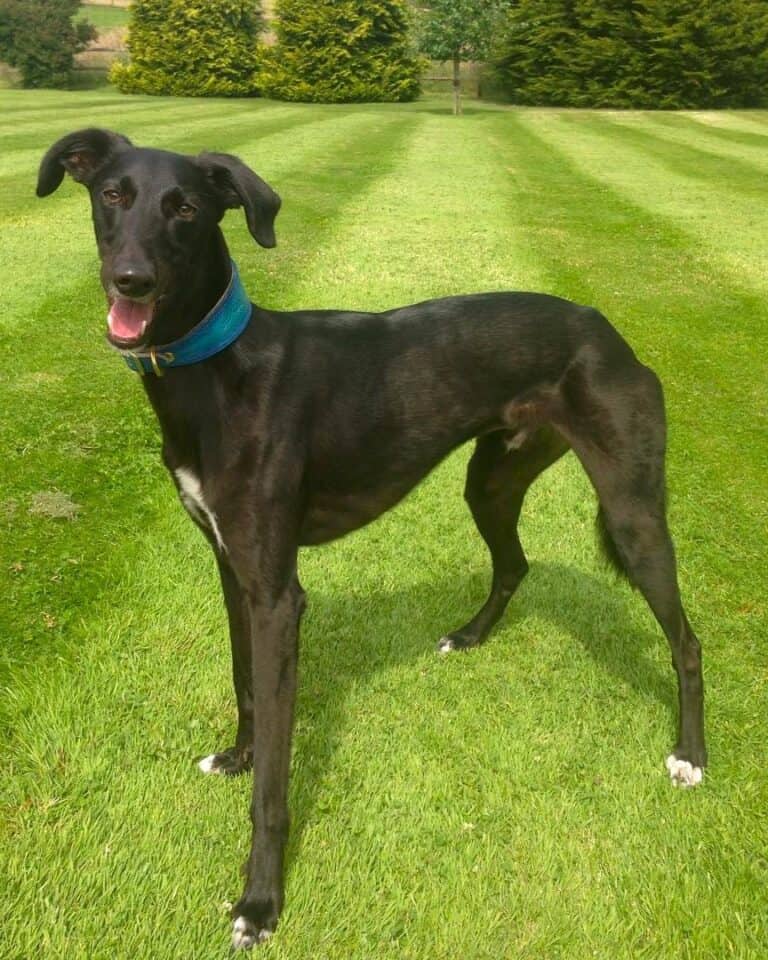 35 Whippet Mixes: A Complete Guide (With Pictures)