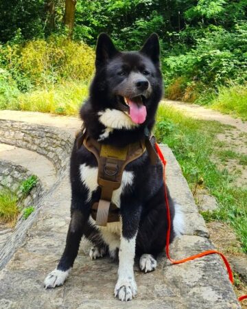 45 Unique Akita Mixes: An Ultimate Guide (With Pictures)