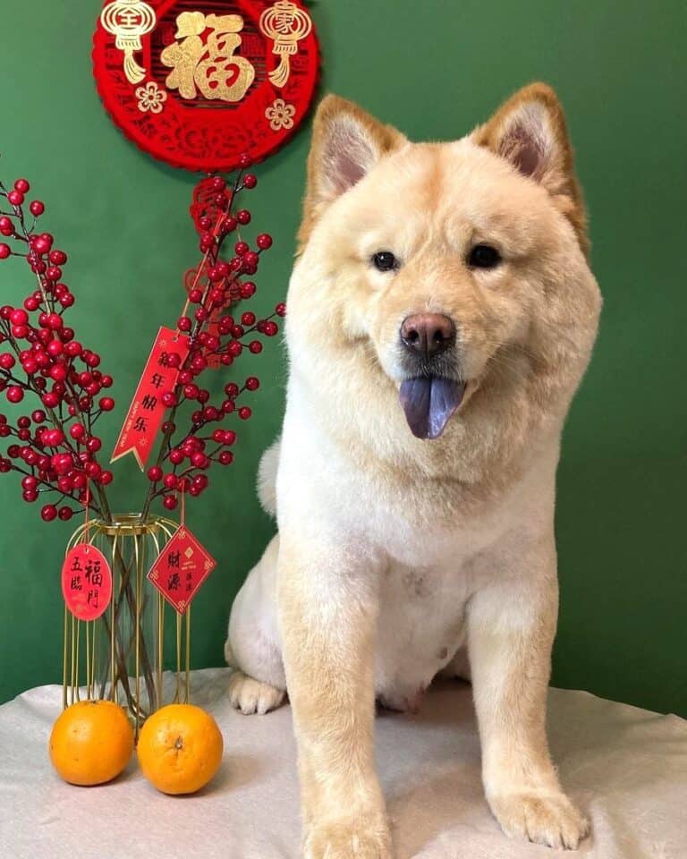 28 Chow Chow Mixes to Brighten Your Day (With Pictures)