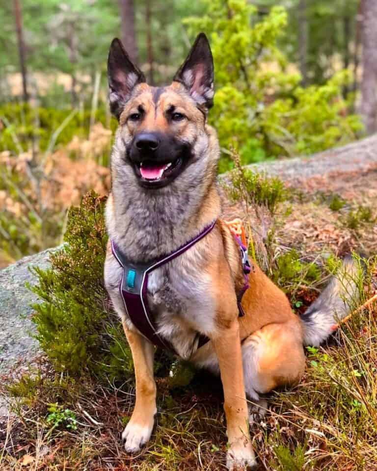 24 Belgian Malinois Mixes to Know (With Pictures)