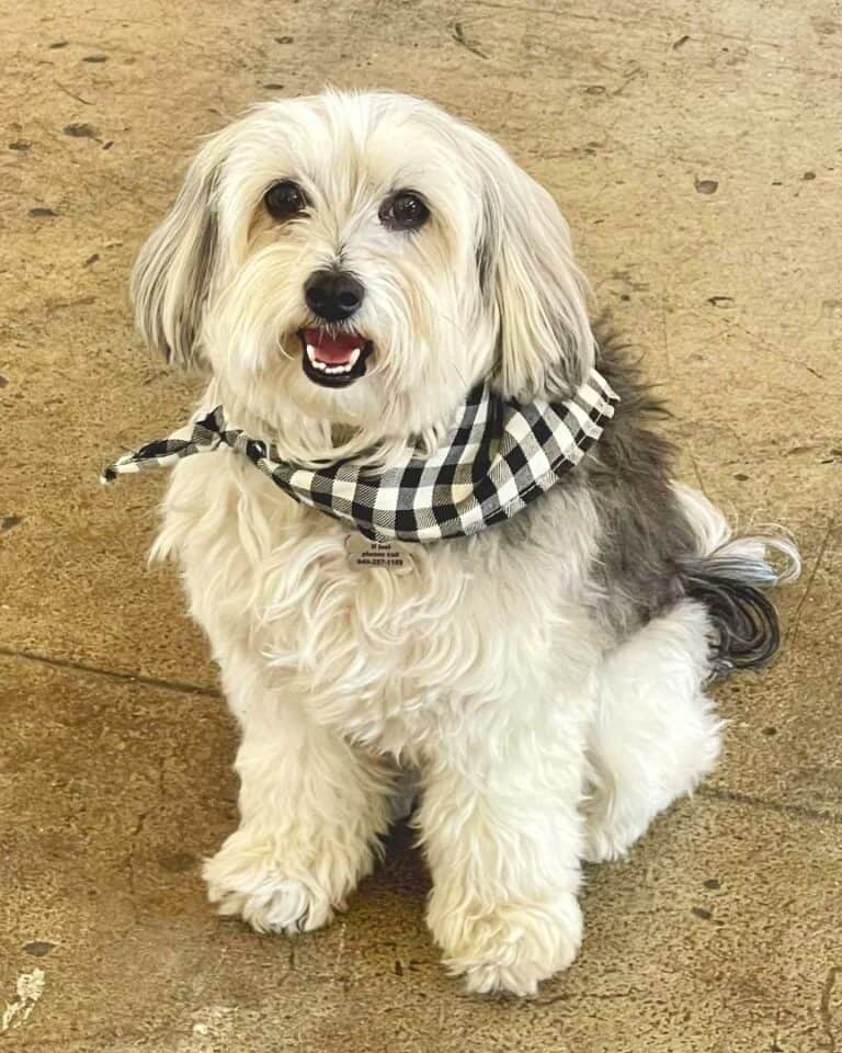 33 Adorable Schnauzer Mixes You Must See! (With Pictures)