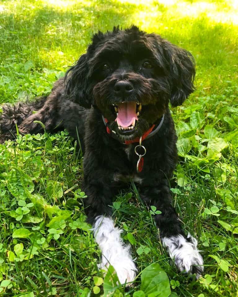 33 Adorable Schnauzer Mixes You Must See! (With Pictures)