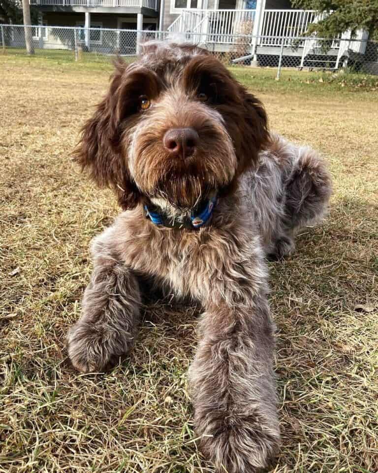 33 Adorable Schnauzer Mixes You Must See! (With Pictures)