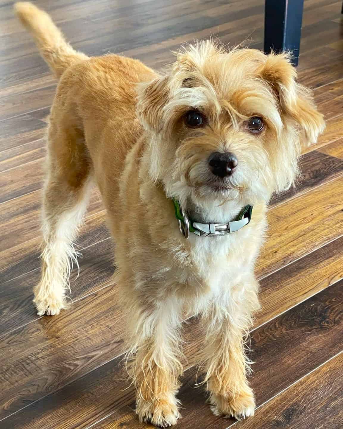 33 Adorable Schnauzer Mixes You Must See! (With Pictures)