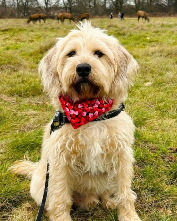 33 Adorable Schnauzer Mixes You Must See! (With Pictures)