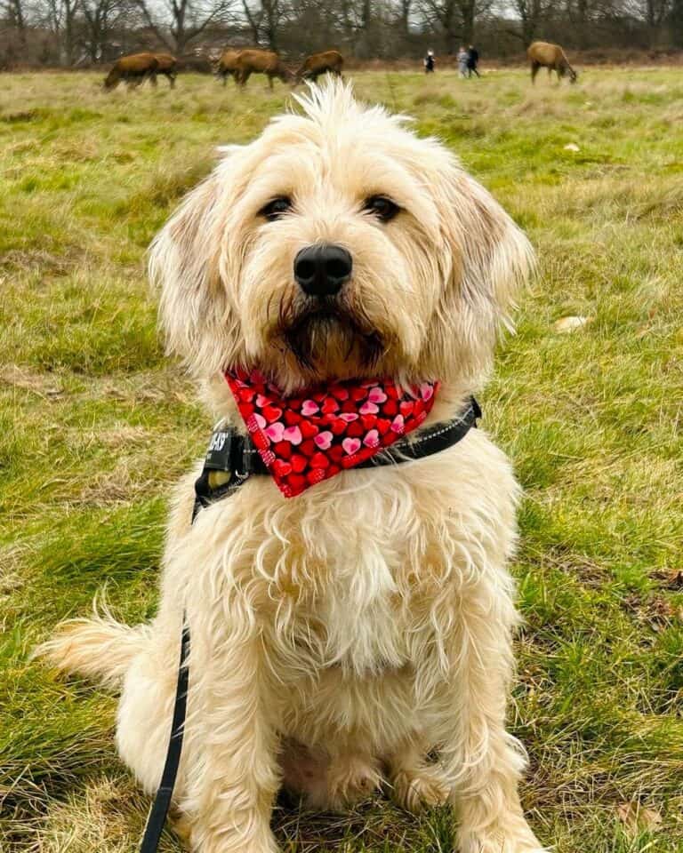 33 Adorable Schnauzer Mixes You Must See! (With Pictures)