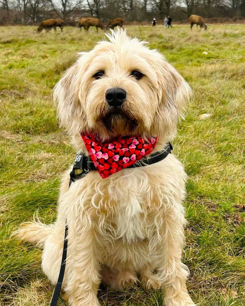 33 Adorable Schnauzer Mixes You Must See! (With Pictures)