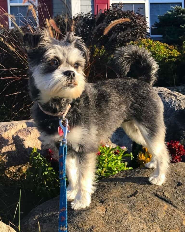 33 Adorable Schnauzer Mixes You Must See! (With Pictures)