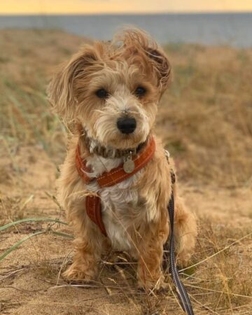 33 Adorable Schnauzer Mixes You Must See! (With Pictures)