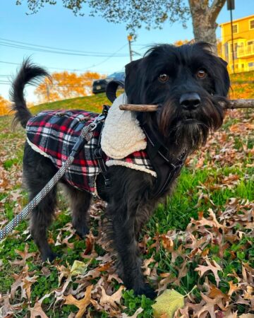 33 Adorable Schnauzer Mixes You Must See! (With Pictures)
